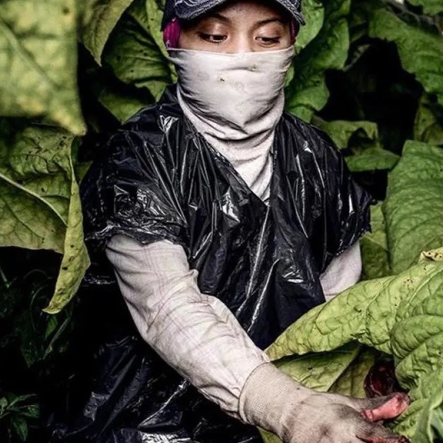Exploitation Of Child Labor In The US Increases - Parriva