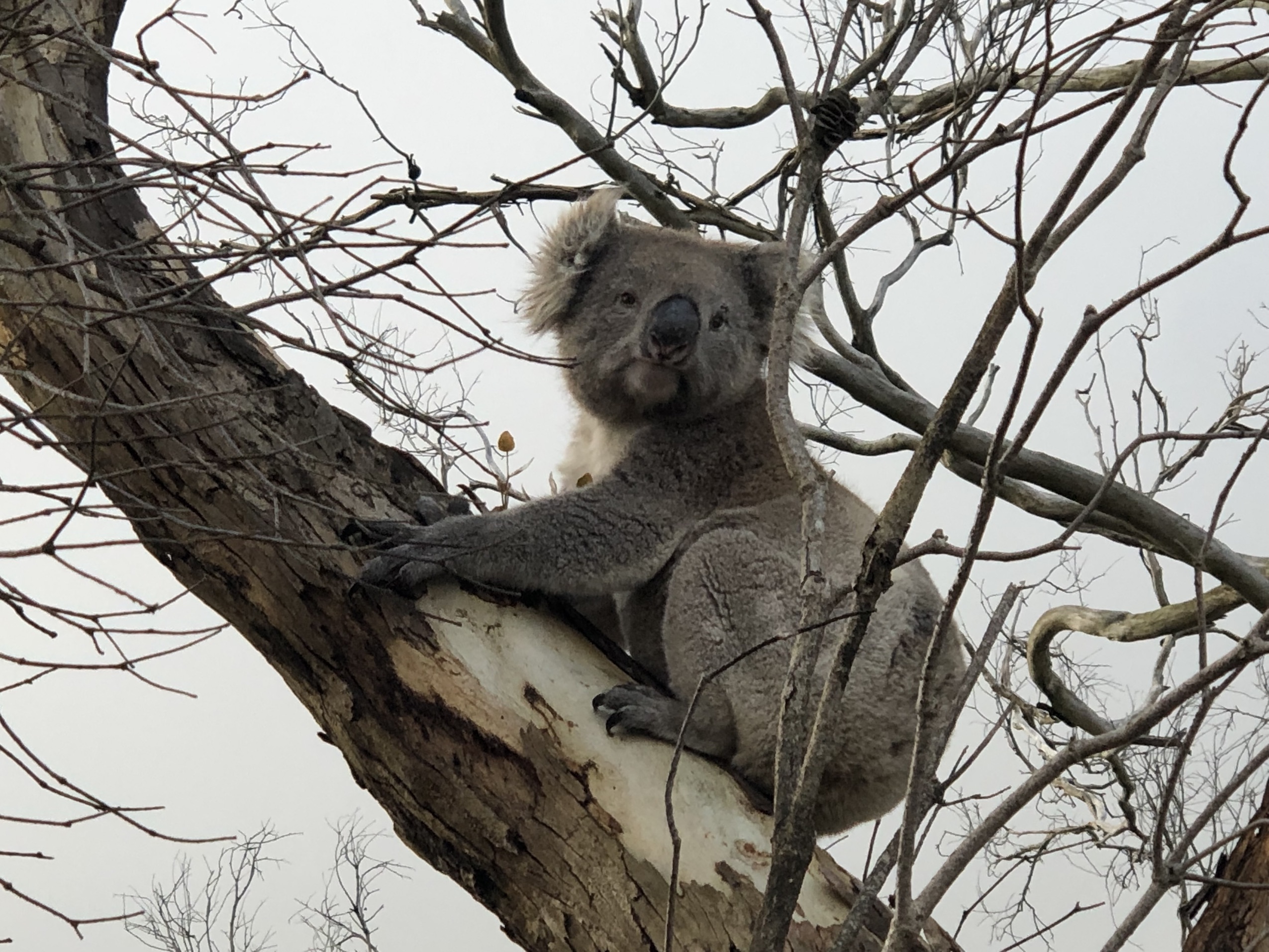 Earth's Sixth Mass Extinction Is Underway; Animal Species Are Going ...