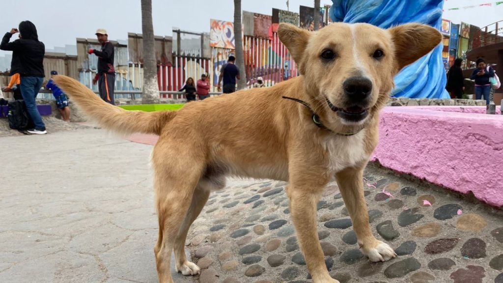 The 'American dream' of Oso, the migrant dog, ends, he is 'deported' to ...