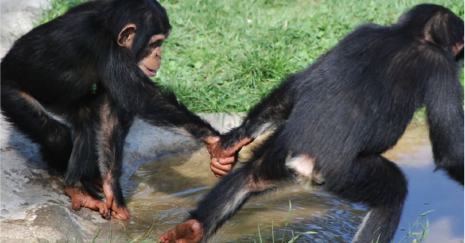 Sharing, Cooperation, Conflict Resolution And Aversion To Inequity ...