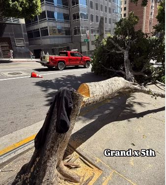 Police Searching For Tree Vandal In Downtown Los Angeles - Parriva