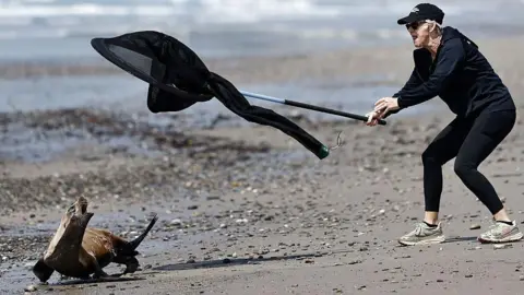 'It Looked Possessed' - Sick Sea Lions Attacking Beachgoers In ...