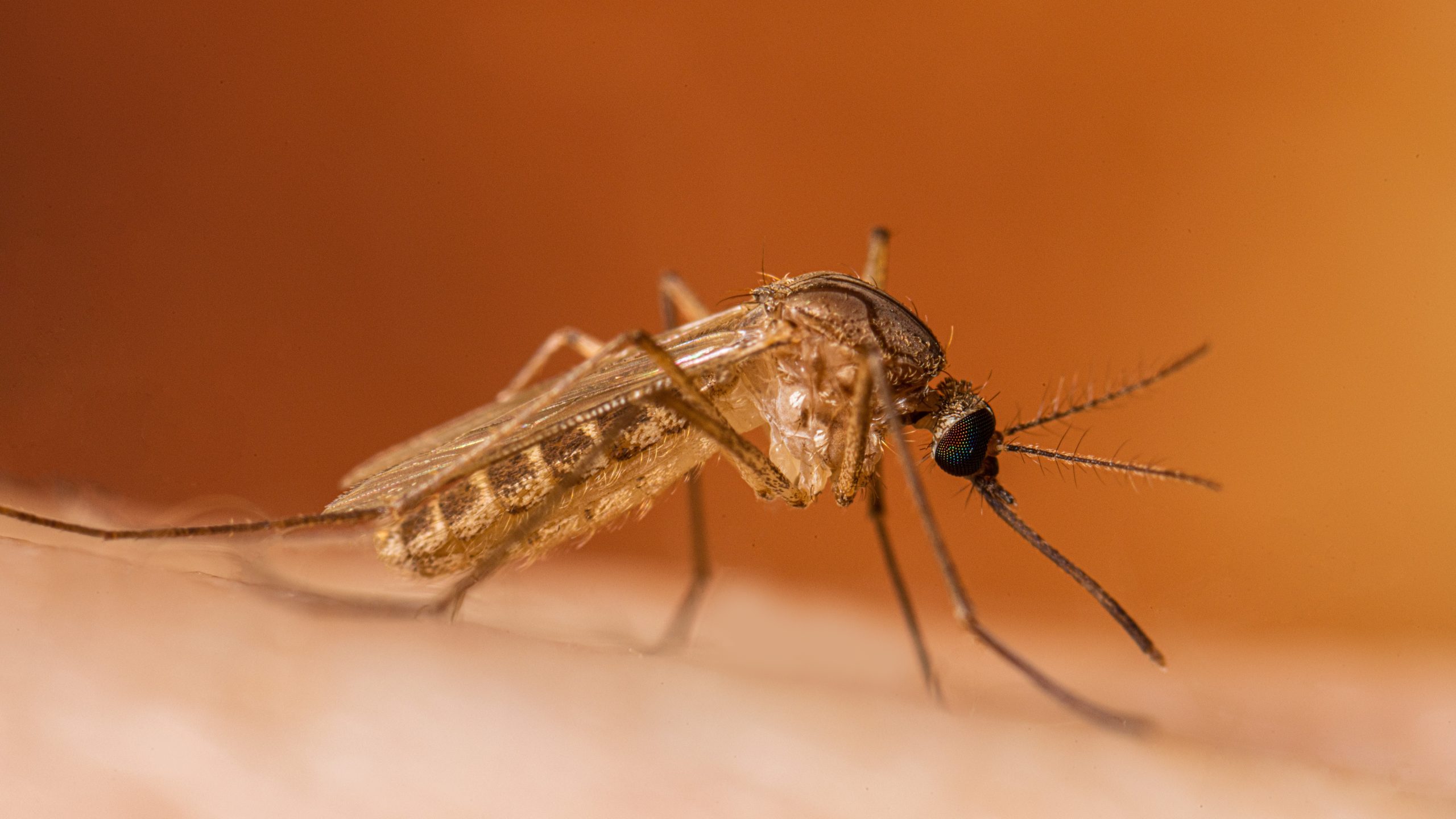 First Human West Nile Virus Case Confirmed In California For 2026